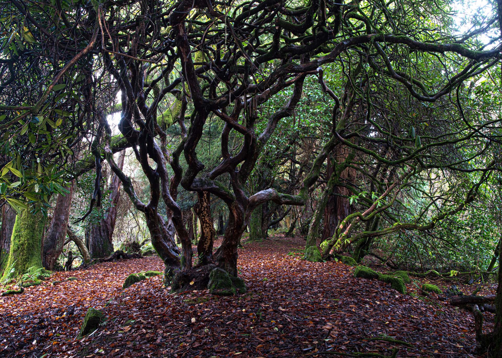 Myshall Tree Trail - Carlow Garden Trail